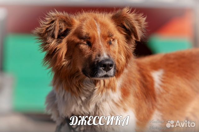 Джессика - видящая сердцем