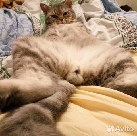 Шотландский кот для вязки