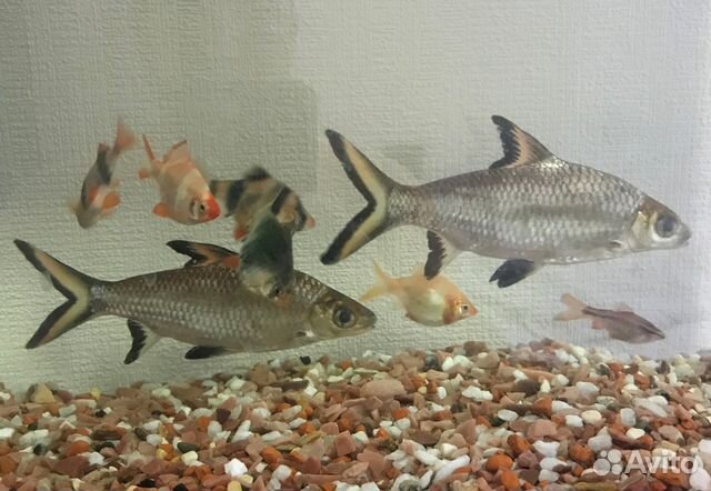 Акулий Балу