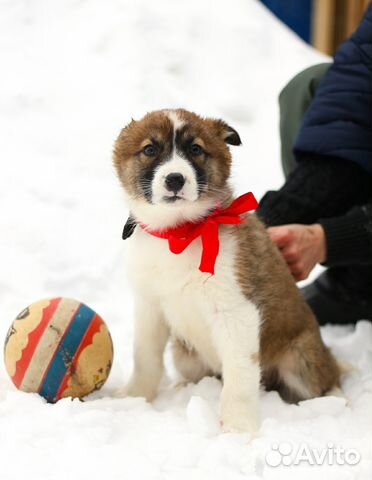 Восхитительные щенки, 3 мес