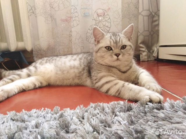 Добрый Котик Вилли, кастрирован