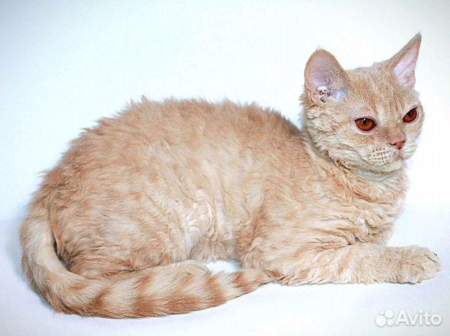 Кудрявый котенок