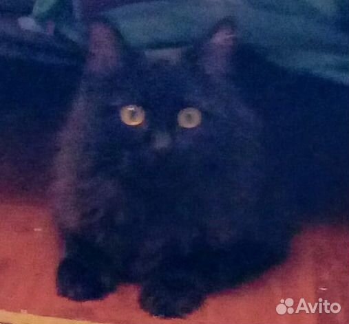 Котик Гриша