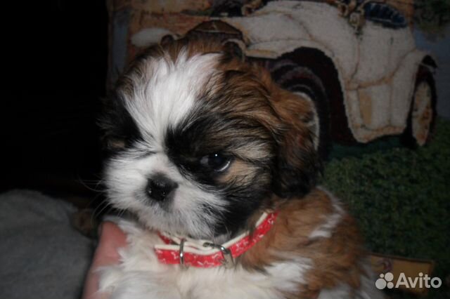 Малыши ши-тцу