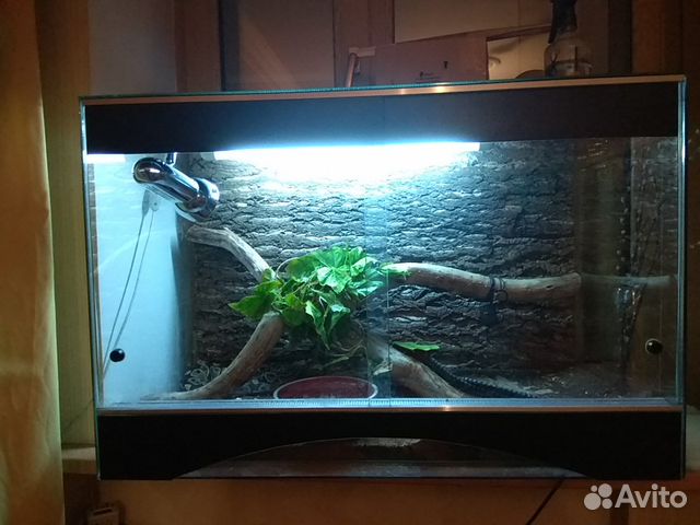 Королевский питон с террариумом