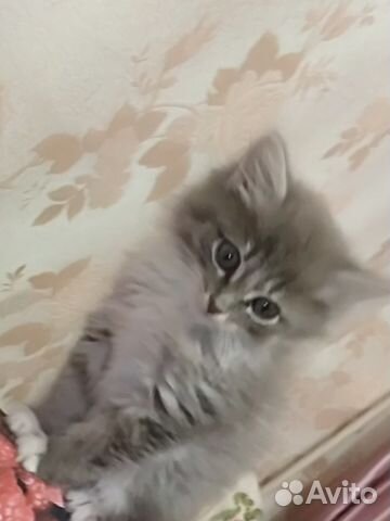 Отдам двухмесячного котёнка