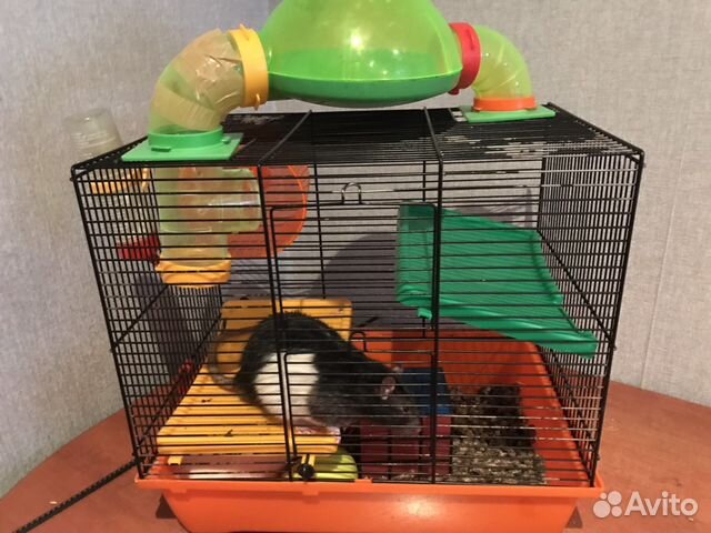 Крысы бесплатно