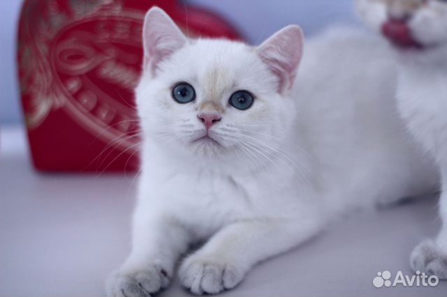 Британский аристократ шиншилла пойнт