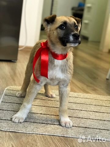 В дар любящей семье