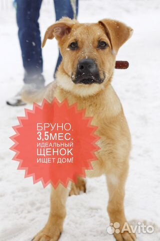 Щенок 3,5мес в добрые руки
