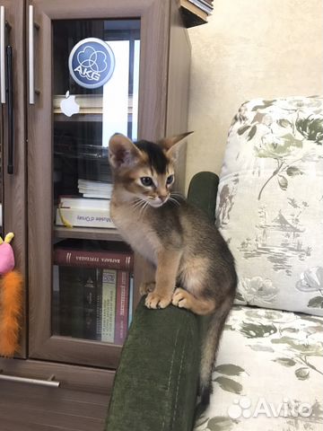 Абиссинский котёнок мальчик