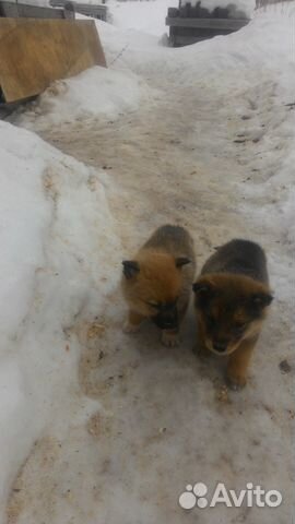 Раздам щенков собаки