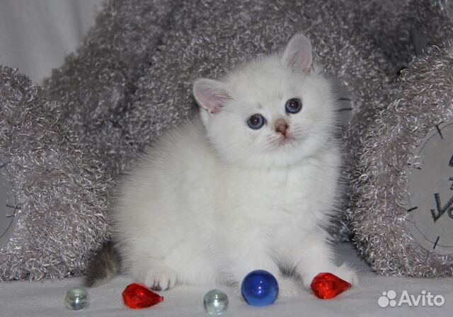 Голубоглазые британские котята клубные