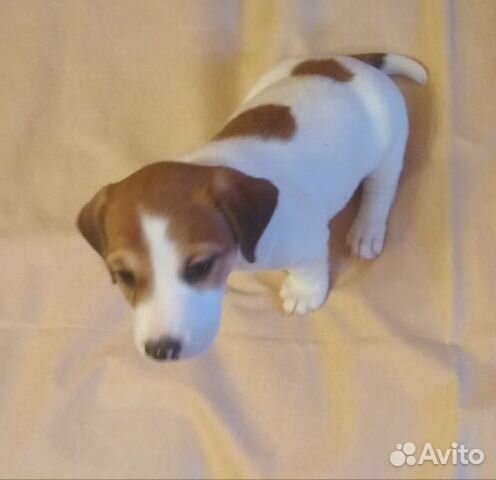 Клубный щенок Валли, Джек Рассел терьер, 1.5 мес