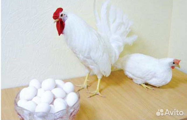 Инкубационное Яйцо Декалб уайт