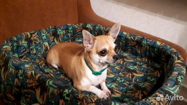 Продается Чихуахуа