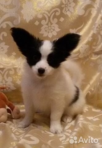 Продается очаровательная девочка