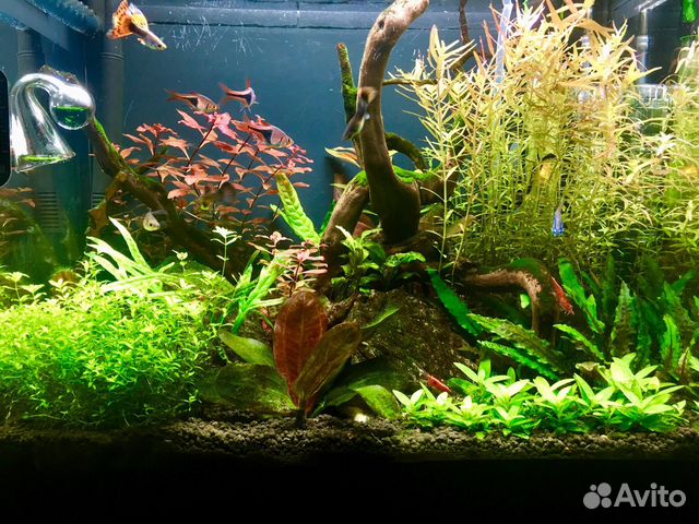 Аквариум в полном комплекте