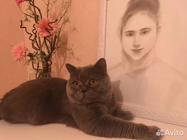 Кот на вязку