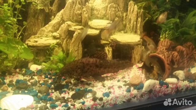 Сомы и сомики