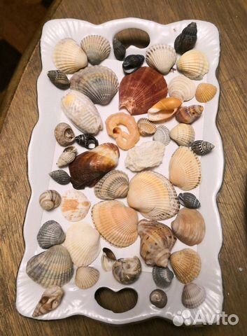Ракушки для поделок, аквариума, улитки Спикси