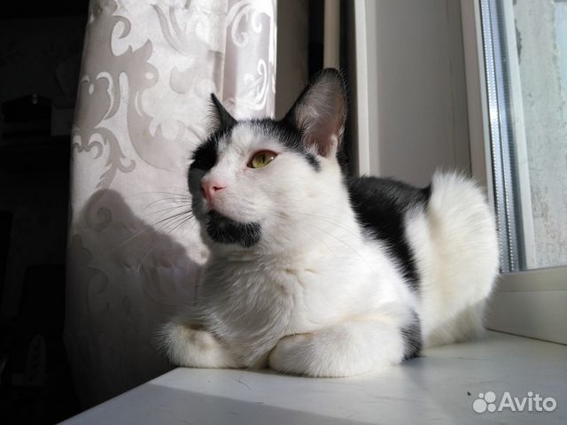 Котенок Зигзаг в добрые ручки