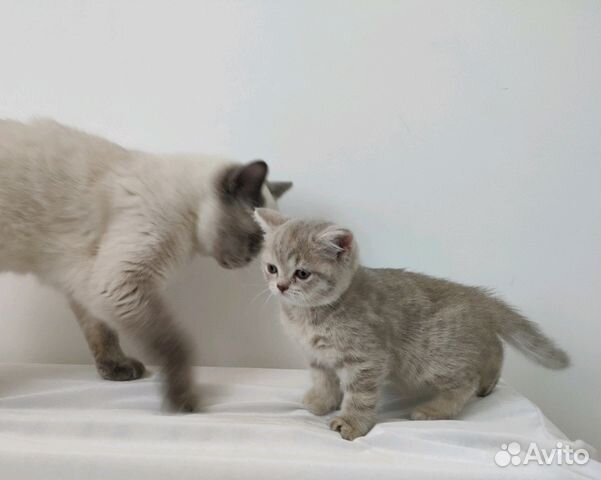 Шотландская
