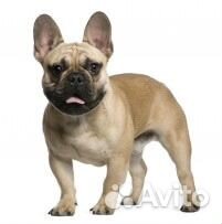 Французский бульдог