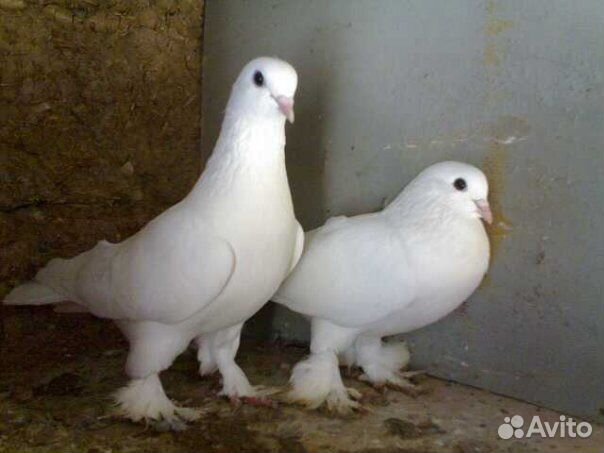 Бойные голуби