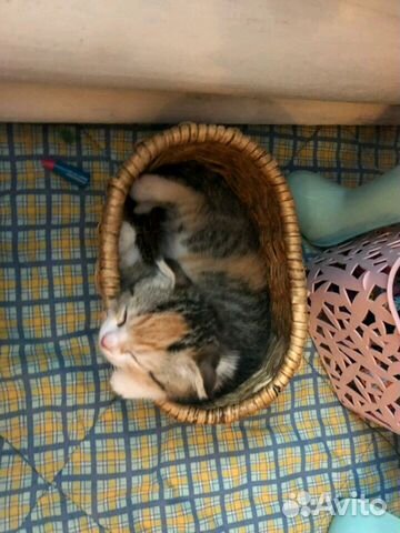 Шотландская порода