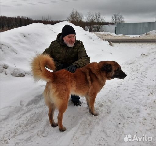 Умный и сильный Джефф готов служить людям