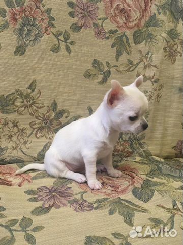 Продам щенков чихуа