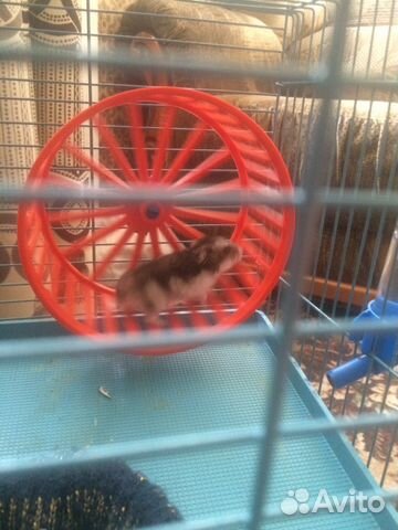 Джунгарик с клеткой