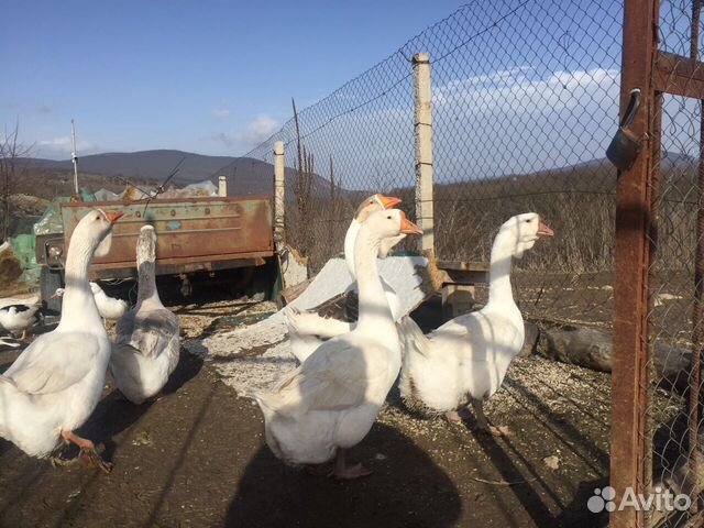 Гуси Холмогоры