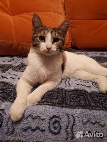 Котенок Тимоша в добрые ручки