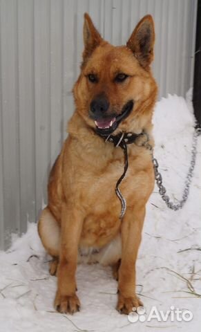 Метис овчарки в добрые руки
