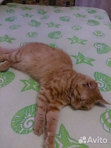 Котик-мурлыка, рыжий красавец Гоша, в очень добрые