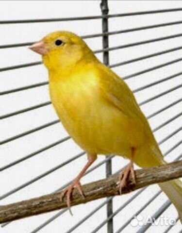 Канарейки мальчики и девочки