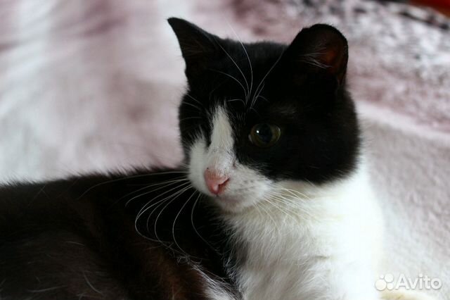 Кот Васька, 1.5 года