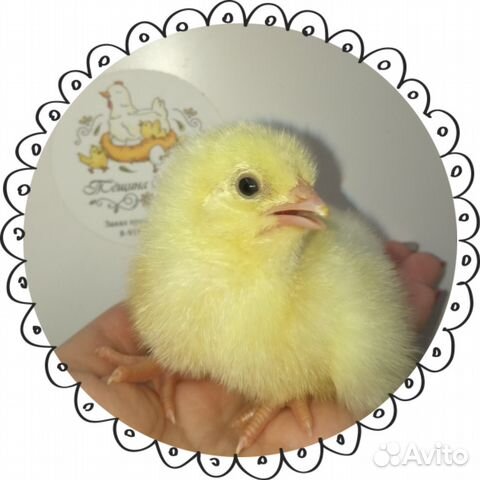 Качественные цыплята бройлеры с доставкой в Москву