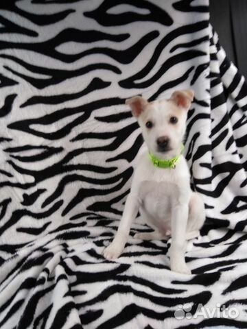 Мальчик не крупного размера в дар