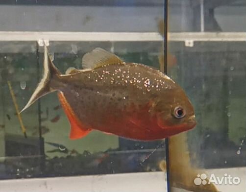 Аквариумная рыба Пиранья (Serrasalmus sanchezi)