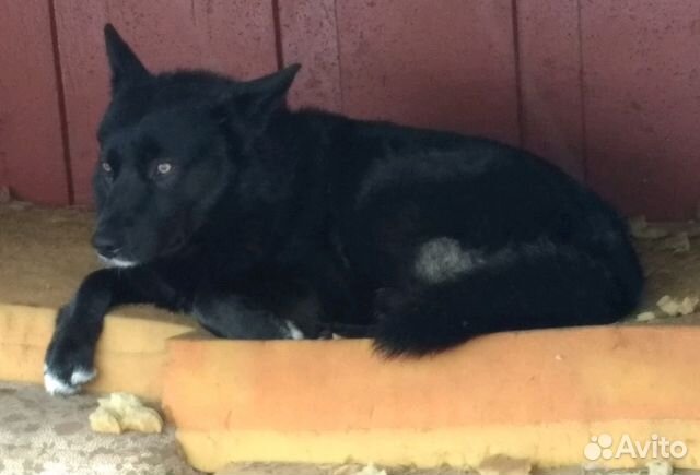 Охраник в семью