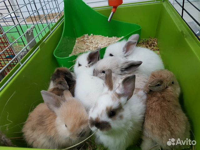 Кролики карликовые акция