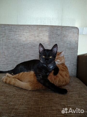 Молодой котик Фокс