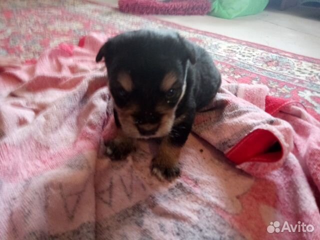 Отдам в добрые руки щенка