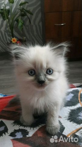 Котенок