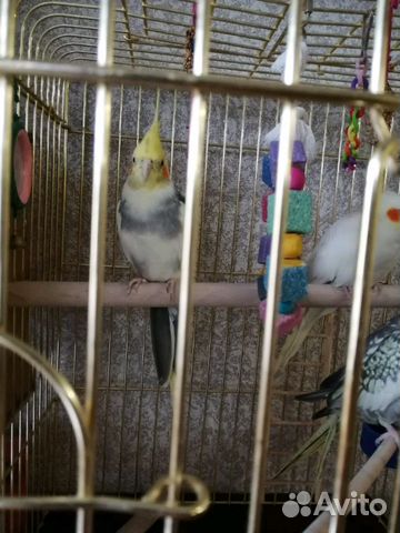 Попугаи нимфа корлла