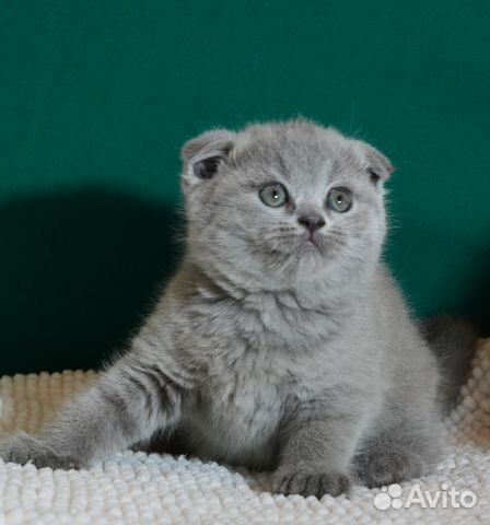 Вислоухая Жасмин