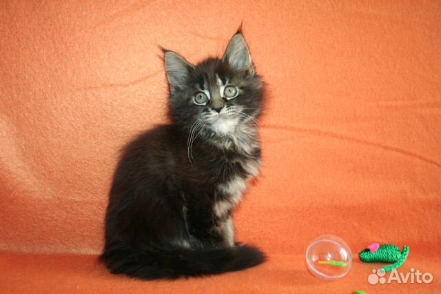 Котята Мейн-Кун. спб